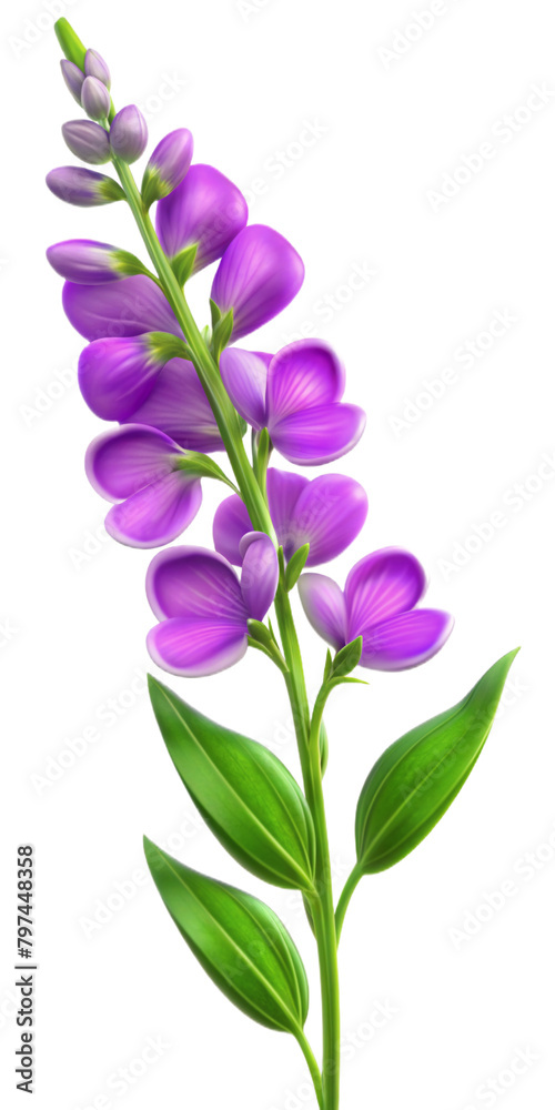 Beautiful Blue Vervain flowers, Floral plants with blue blooms, PNG ...