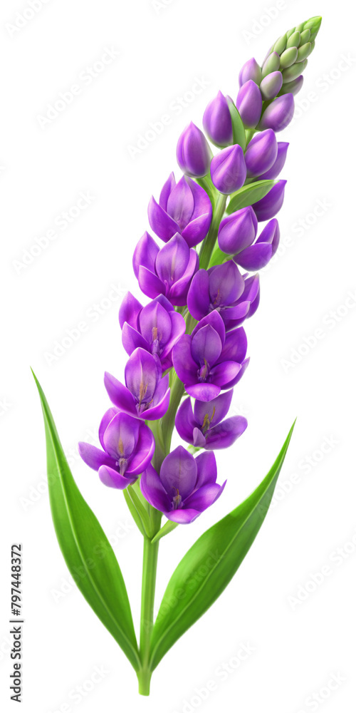 Beautiful Blue Vervain flowers, Floral plants with blue blooms, PNG ...