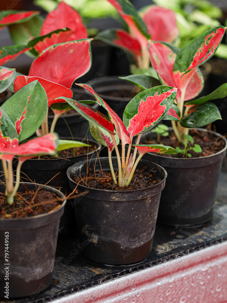 Aglaonema suksom, Chinese Evergreen Indoor Plant. Red and green leaves ...