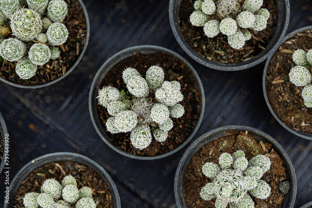 Mammillaria Vetula or Timble cactus has small cylindrical bright green ...