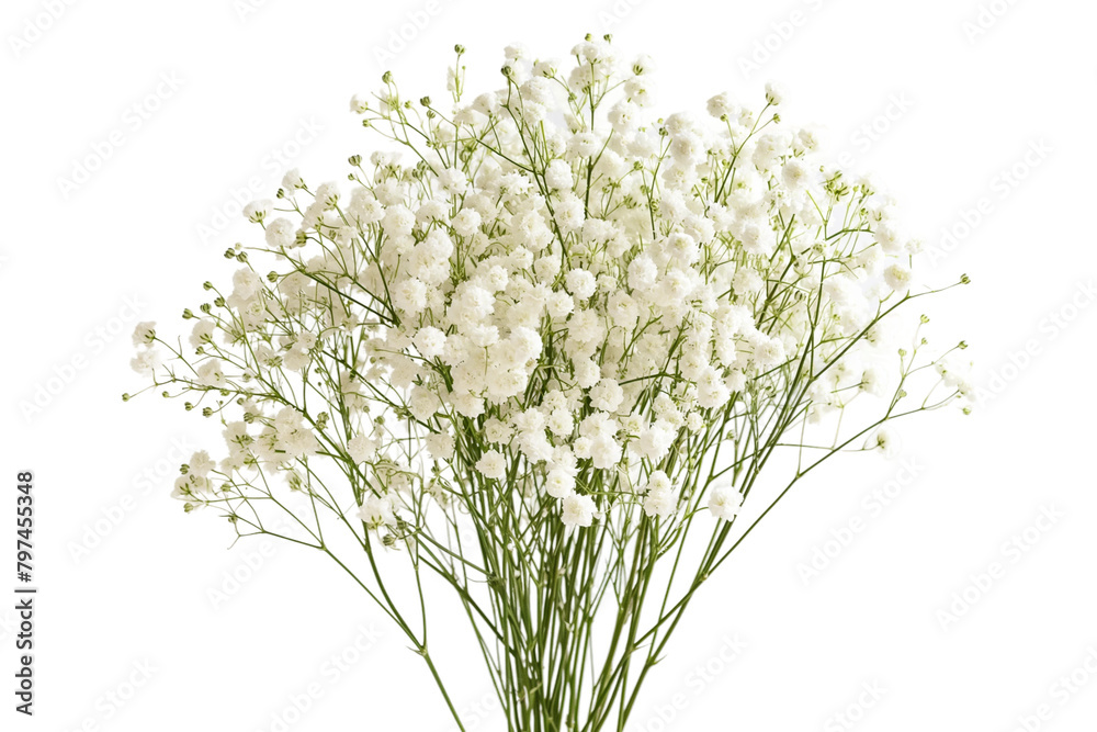 gypsophila transparent background PNG Stock Photo | Adobe Stock