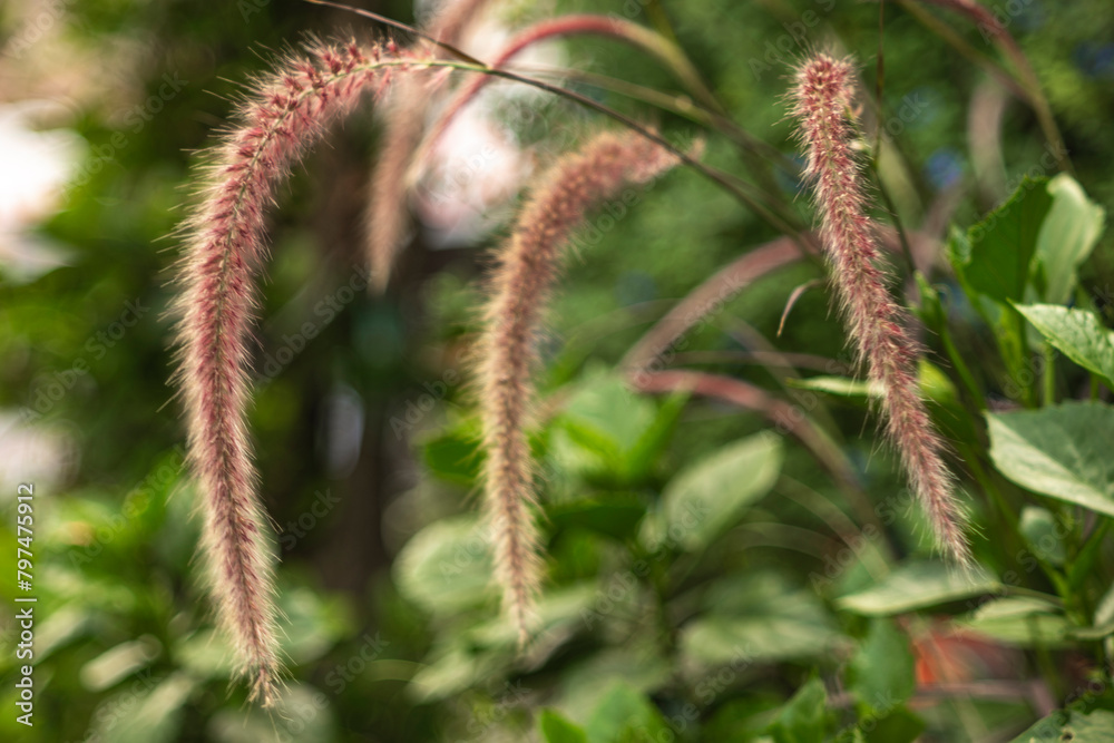 Flowers Pennisetum purpureum are small,Pennisetum purpureum pollinated ...