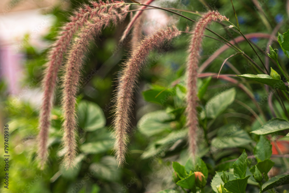 Flowers Pennisetum purpureum are small,Pennisetum purpureum pollinated ...