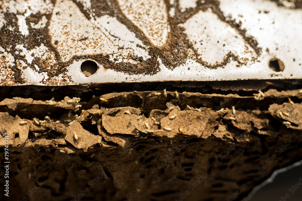 Rhinotermitidae is a family of wood-soil interface feeding termites ...