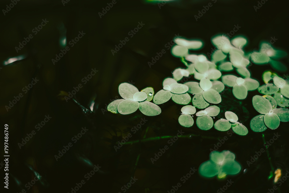 Lemna minoralso known as Lemna minorhas great nutritional value, lipid ...