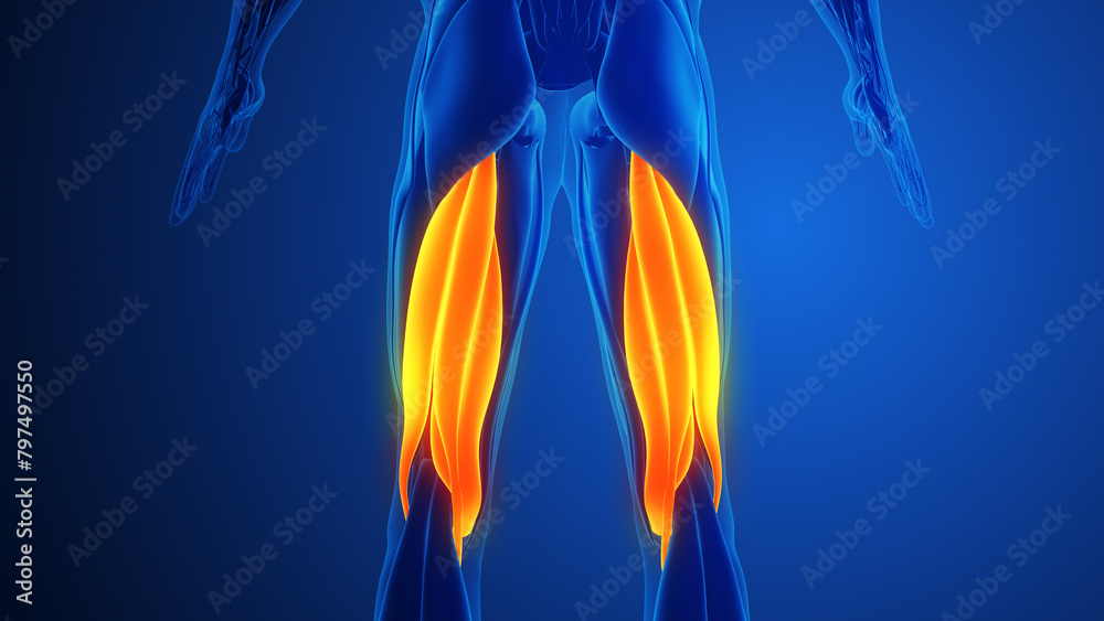 Poster Hamstring Muscle Pain with blue background – Wall Art | UkPosters