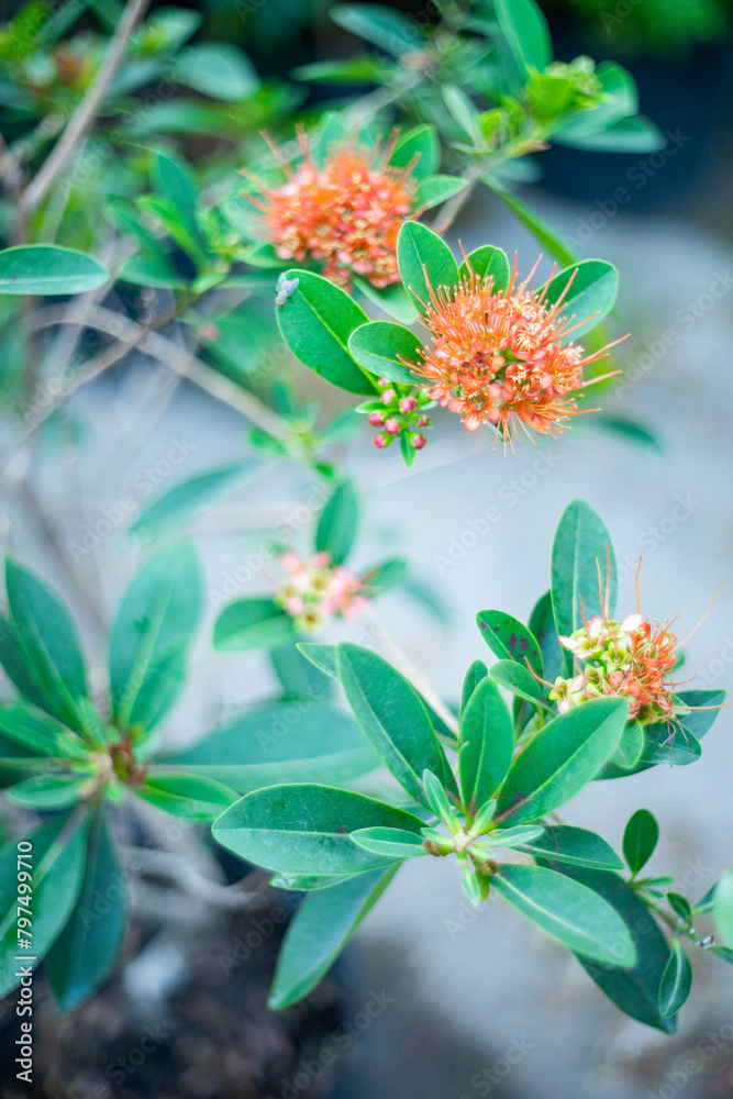 Xanthostemon youngii Planted along roadsides or parks in Singapore but ...