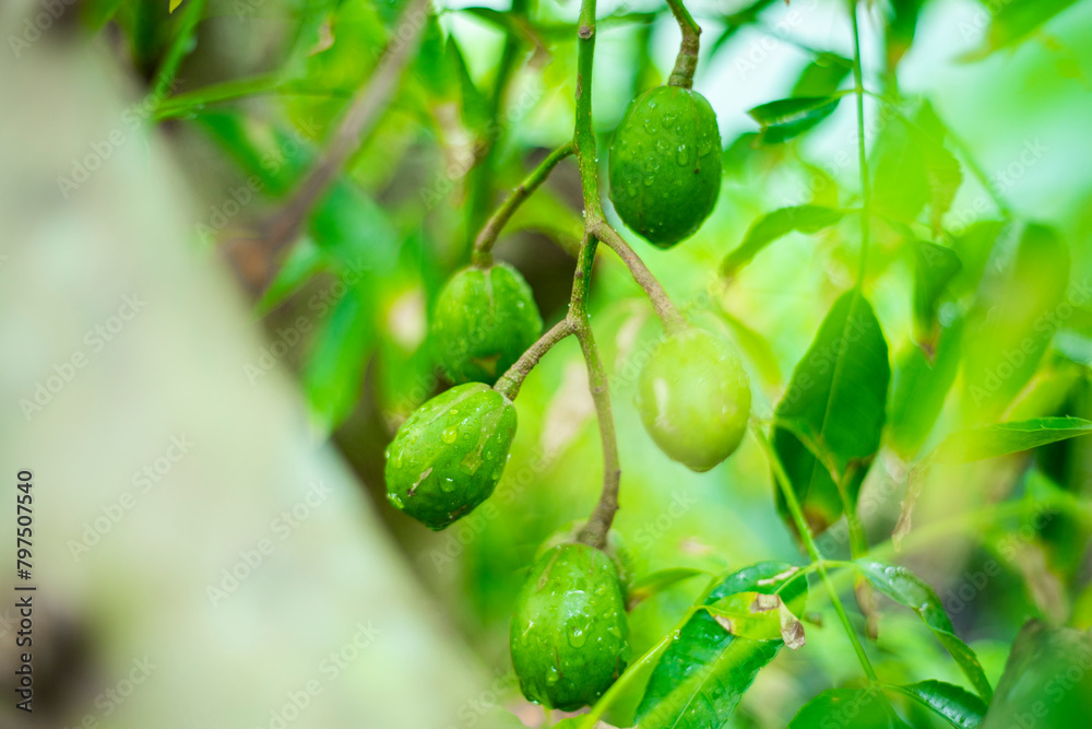 Spondias dulcis is a tropical woody plant with edible fruit and fibrous ...