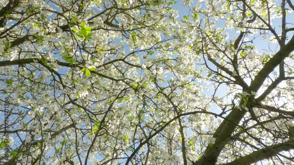 Movement upward between branches to the crown of flowering tree on blue ...