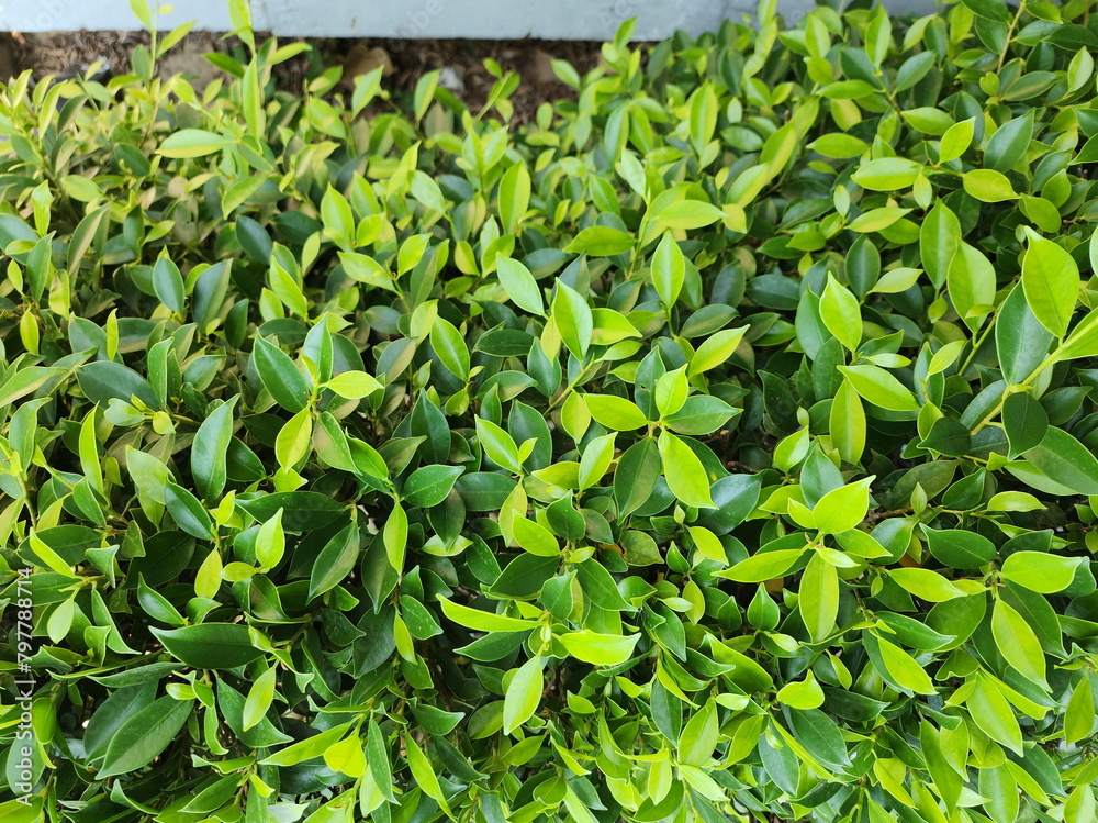 Tree in the fig family Moraceae. Ficus microcarpa, Chinese banyan ...