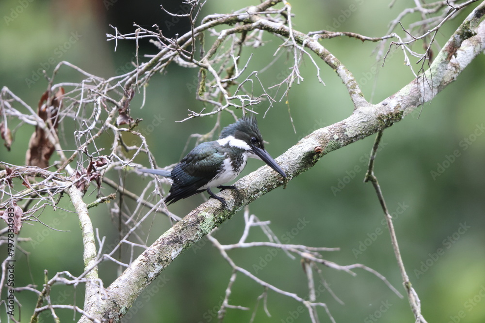 The collared puffbird (Bucco capensis) is a species of bird in the ...