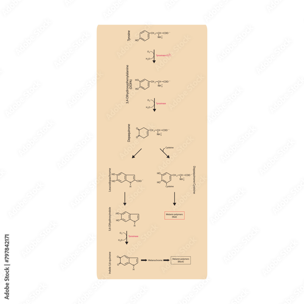 Diagram showing biosynthesis of Melanin from Tyrosine via Tyrosinase ...