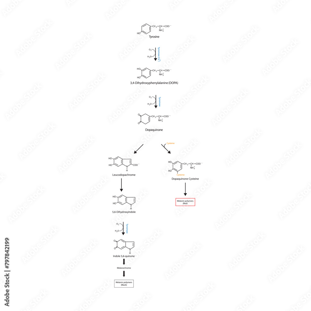 Diagram showing biosynthesis of Melanin from Tyrosine via Tyrosinase ...
