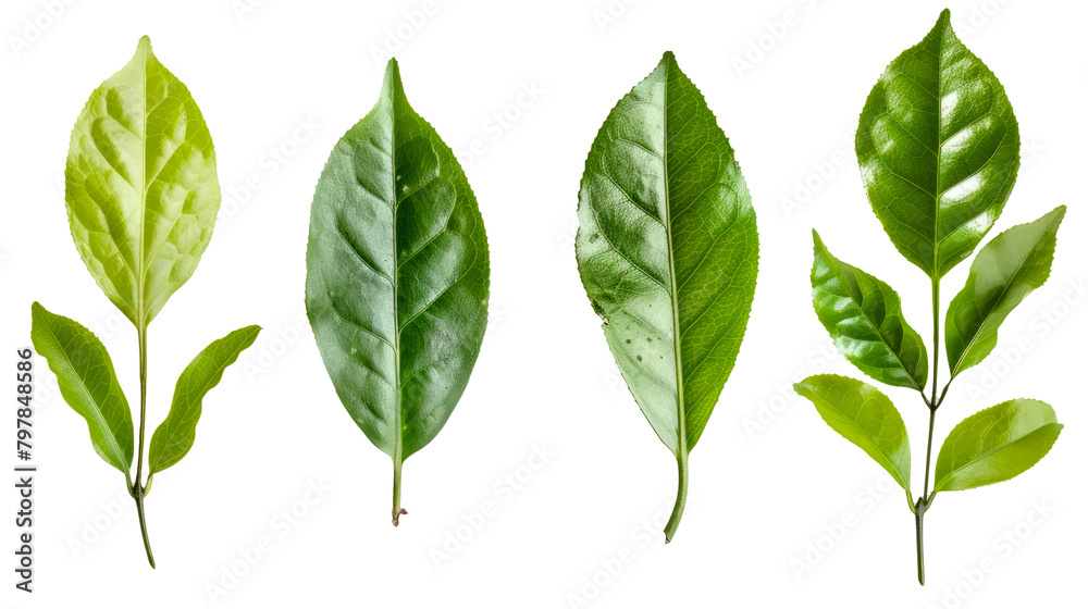 Set of tea leaves isolated on white or transparent background png ...