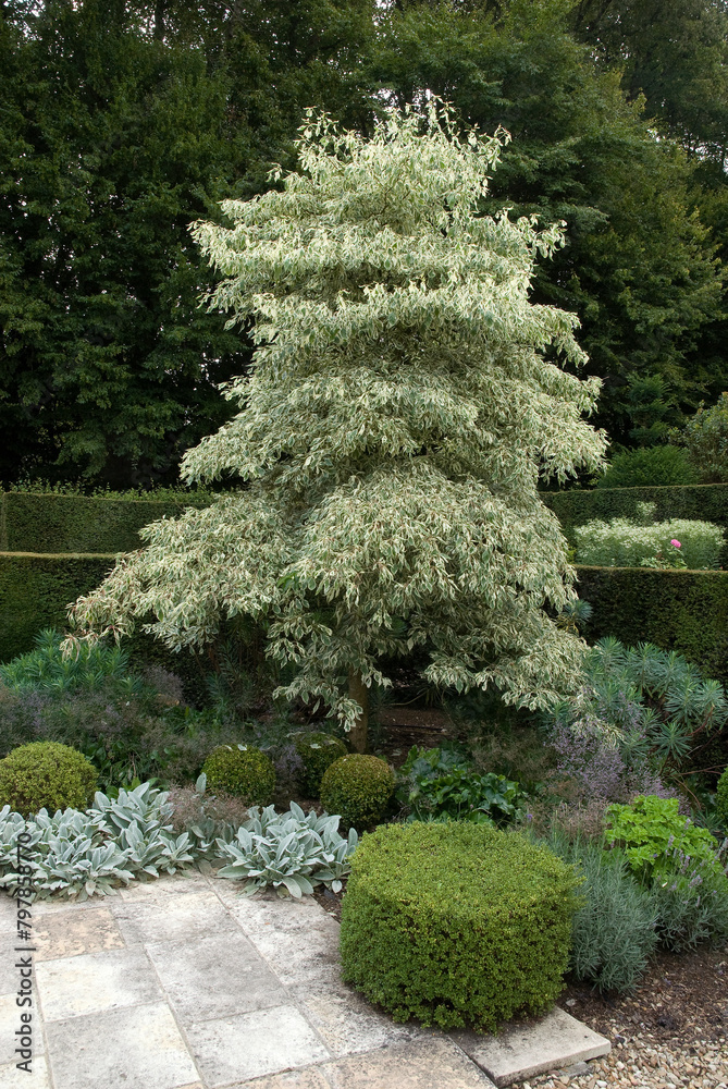 Acer negundo 'Variegatum' , Erable panaché argenté, Les Jardins de ...