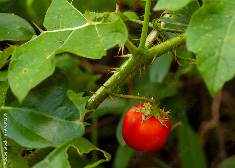 The bright red fruit and thorny leaves and stems of the Cockroach berry ...