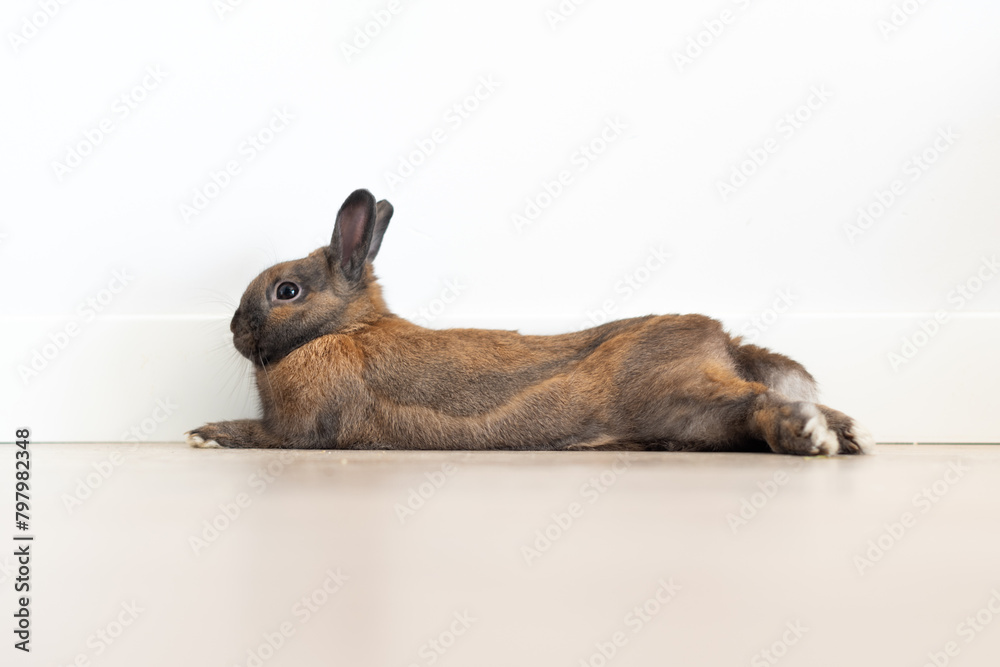 Foto de Un conejo marrón tumbado en el suelo de una casa. Conejito ...