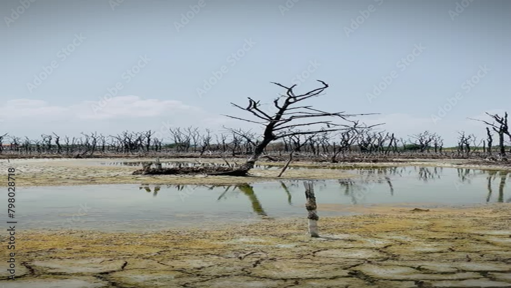 Destroyed mangrove forest scenery, Mangrove forests are destroyed and ... Destroyed mangrove forest scenery, Mangrove forests are destroyed and ...