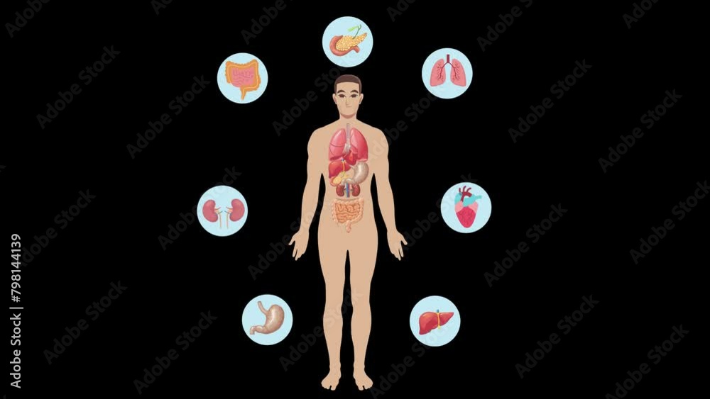Human Anatomy with Organs Diagram animation on black background. Male ...