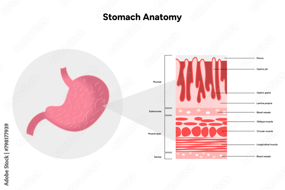 Stomach anatomy, medical infographic Stock Vector | Adobe Stock