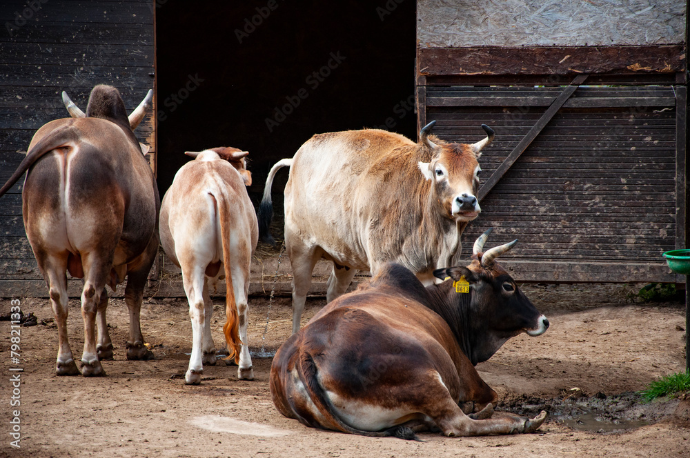 Brahman cow bull. Wild animal and wildlife. Animal in zoo. Brahman cow ...