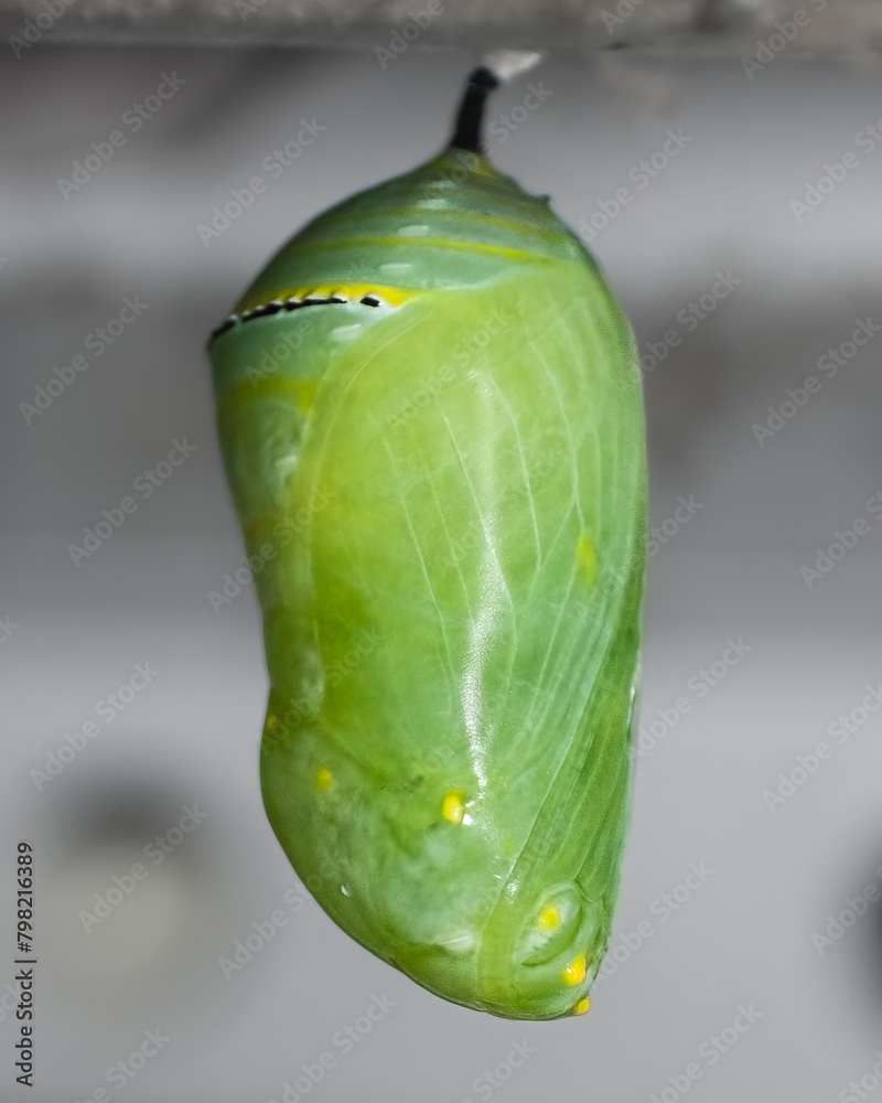 Close up of a Monarch Butterfly Caterpillar Chrysalis (danaus plexippus ...
