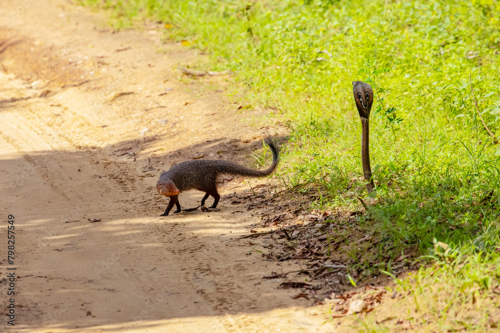 mongoose fights with an aggressive cobra in the wild Stock Photo ...