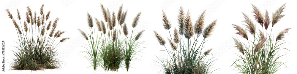 Pennisetum alopecuroides (Fountain Grass) Jungle Botanical Grass ...