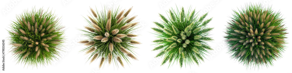 Pennisetum alopecuroides (Fountain Grass) Jungle Botanical Grass Top ...