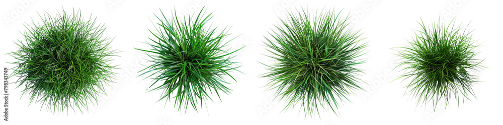 Juncus effusus (Soft Rush) Jungle Botanical Grass Top View ...