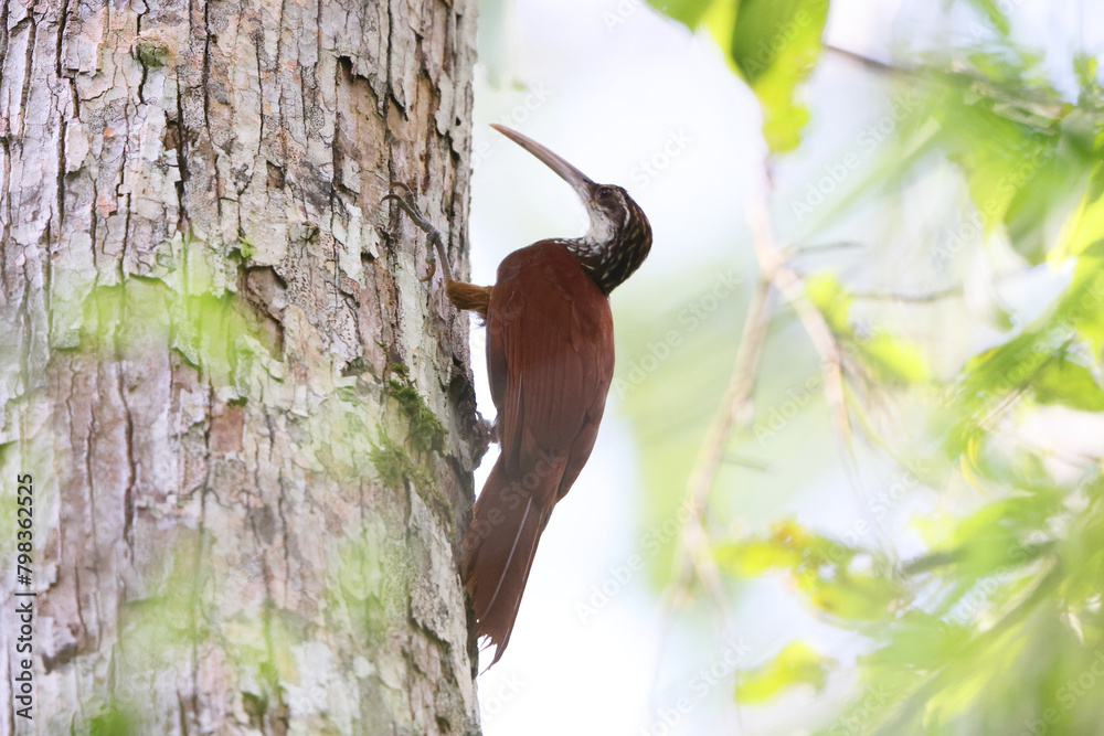 The collared puffbird (Bucco capensis) is a species of bird in the ...