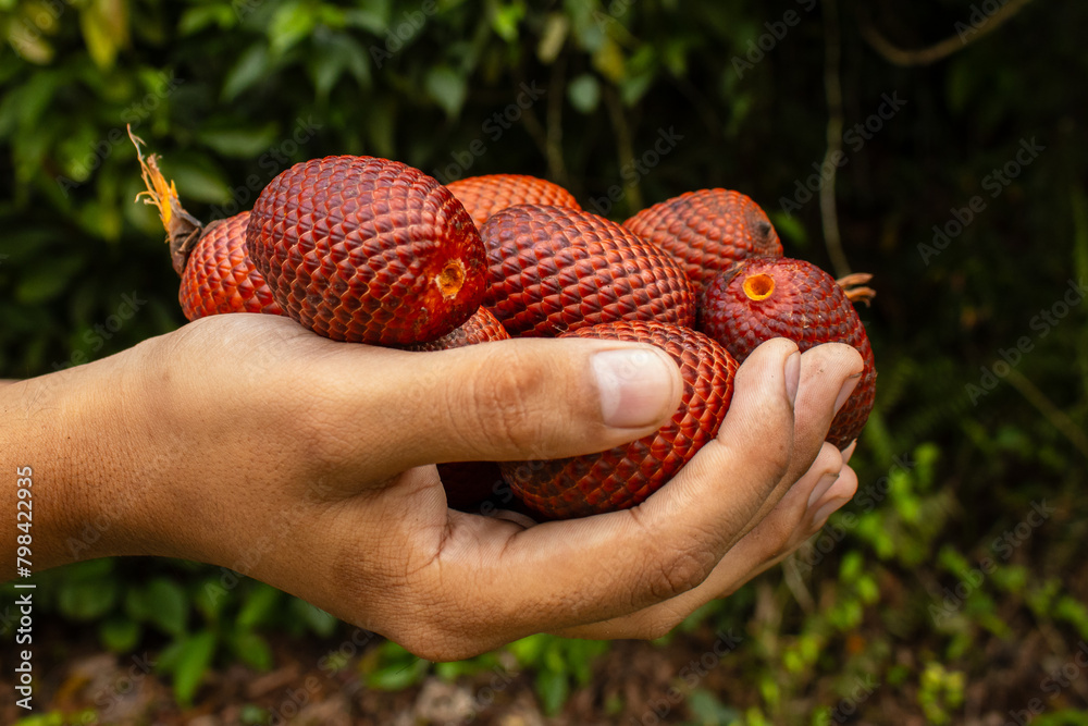 AGUAJE, A VERY CONSUMED FRUIT IN THE AMAZON REGIONS, AGUAJE OR BURUTI ...