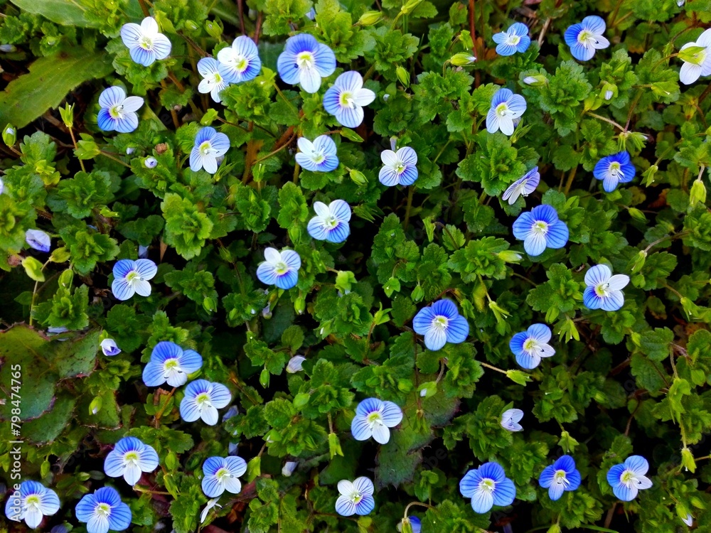 Background little blue flowers plant patern. Sky blue little flowers ...