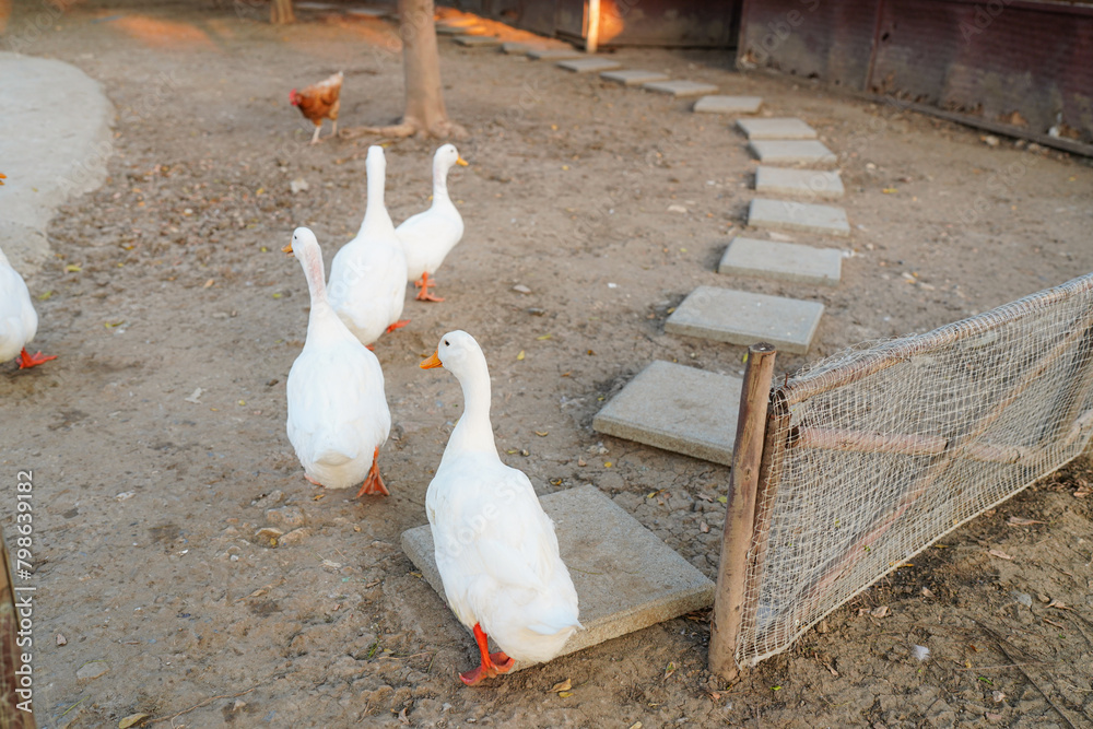 Ducks in farm traditional farming in animal farm, group of white ducks ...