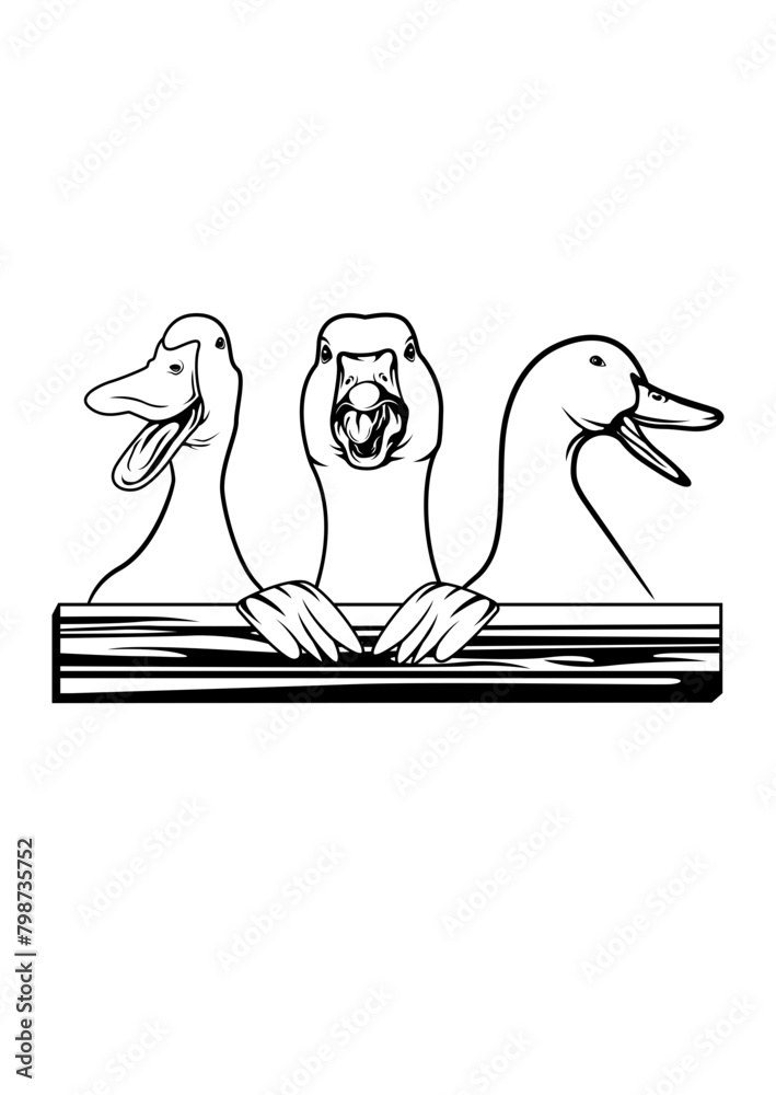 3 Funny Ducks | Farm Animal | Farm Life | Ducks | Mallard | Poultry ...