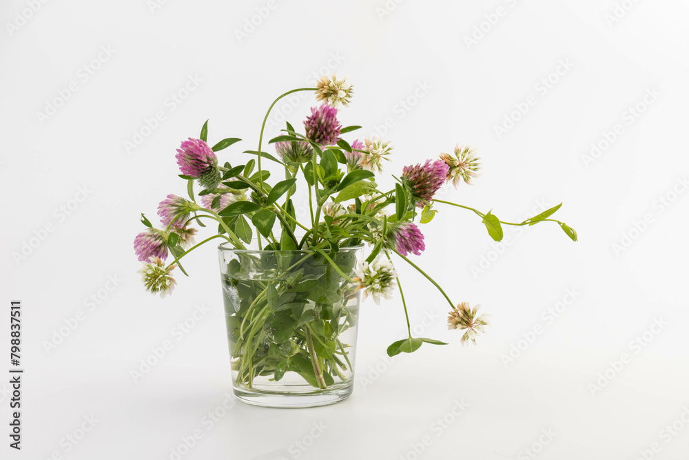 Red clover on white background in close up. Red clover is a clowering ...