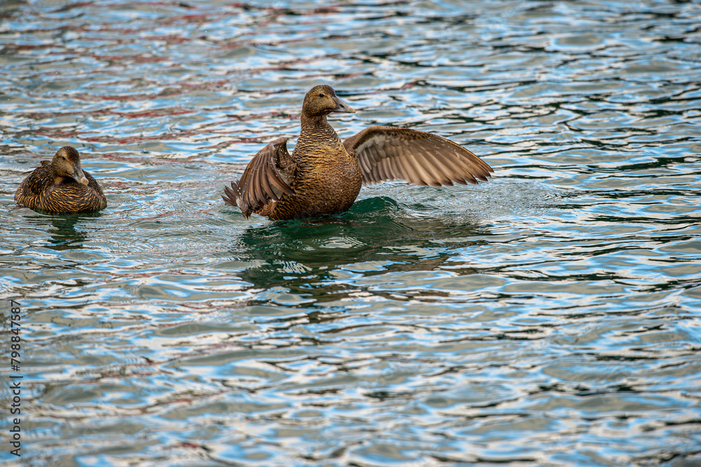 Eider goose (Somateria mollissima) is found along the northern coasts ...