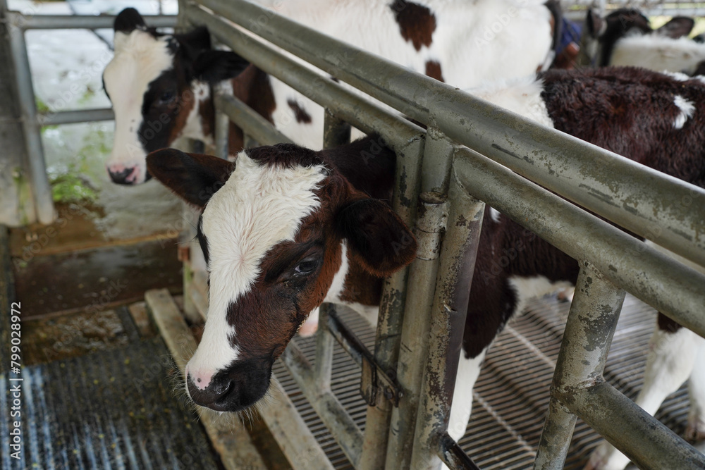 Modern outdoor cowshed at dairy farm with herd of milking Holstein cows eating hay from manger ...