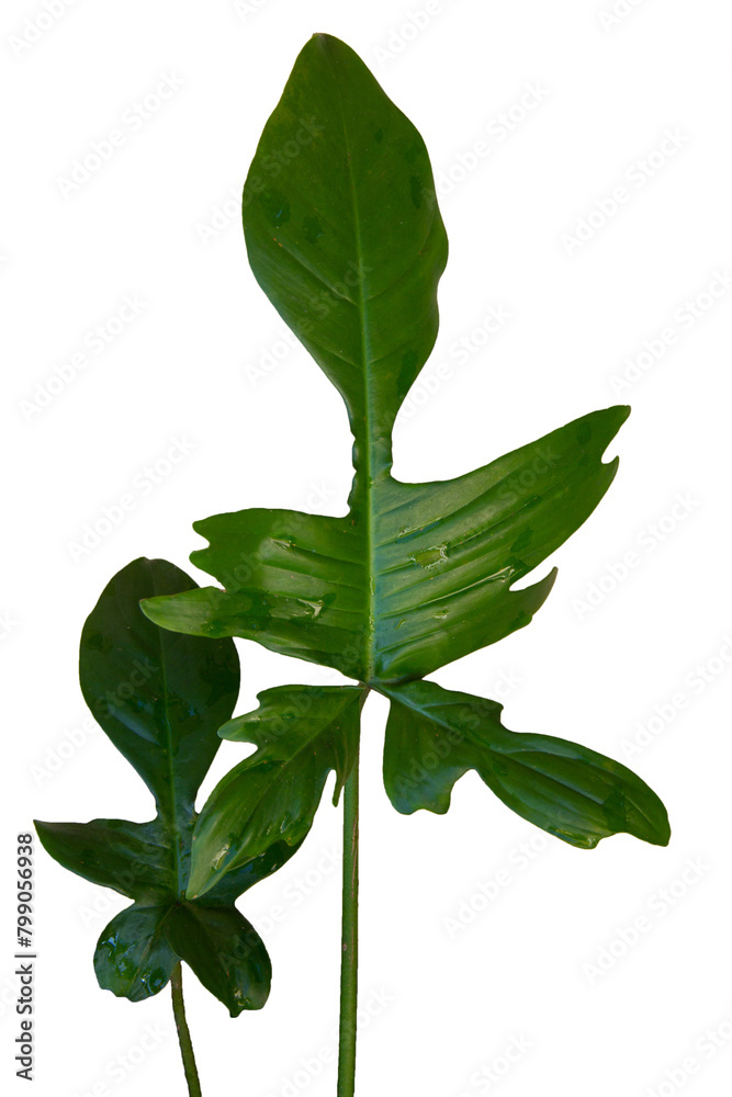 Philodendron Florida Green leaves, Lobed Philodendron is evergreen ...