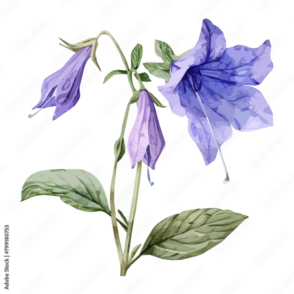 Watercolor Illustration vector of a chilean bellflower, isolated on a ...