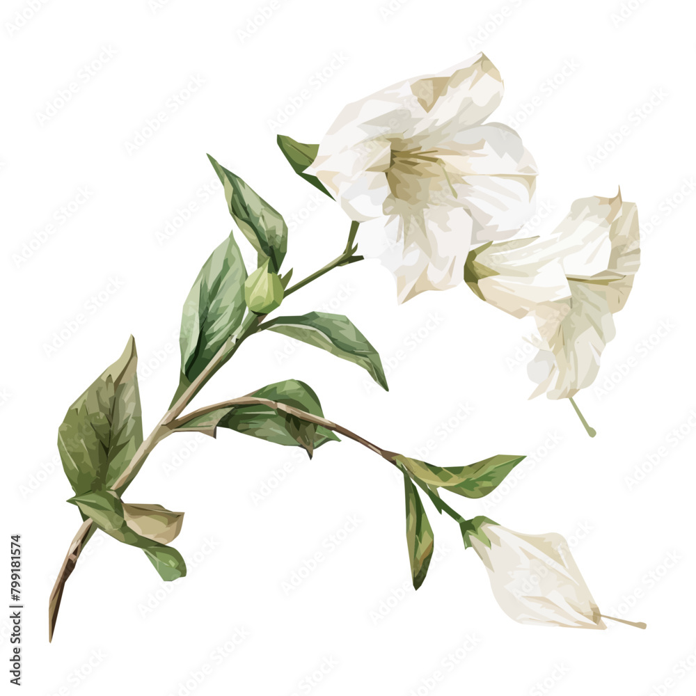 Vecteur Stock Watercolor drawing clipart of a chilean bellflower ...