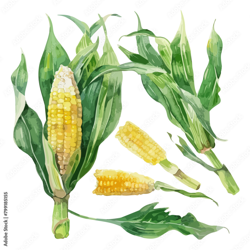Watercolor Graphic vector of a Corn, isolated on a white background ...