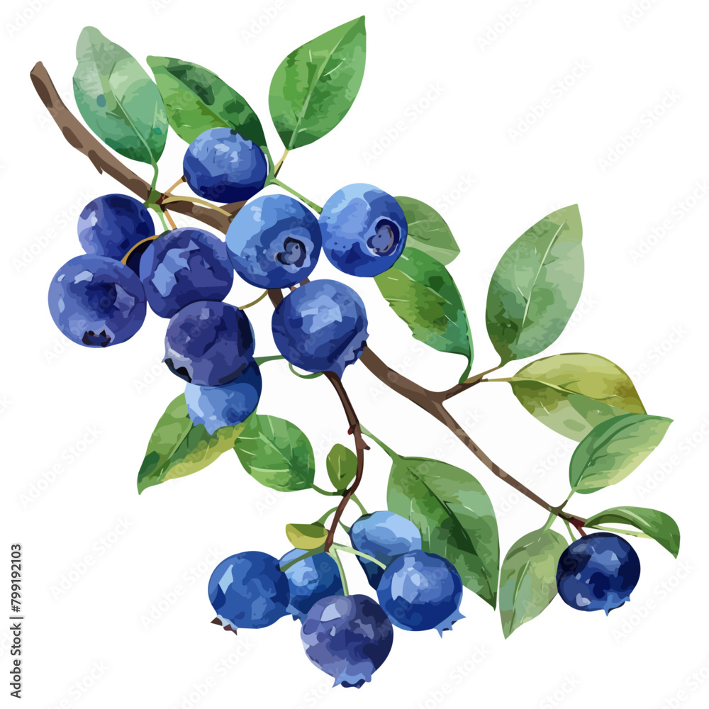 Watercolor Vector painting of a blueberry, isolated on a white ...