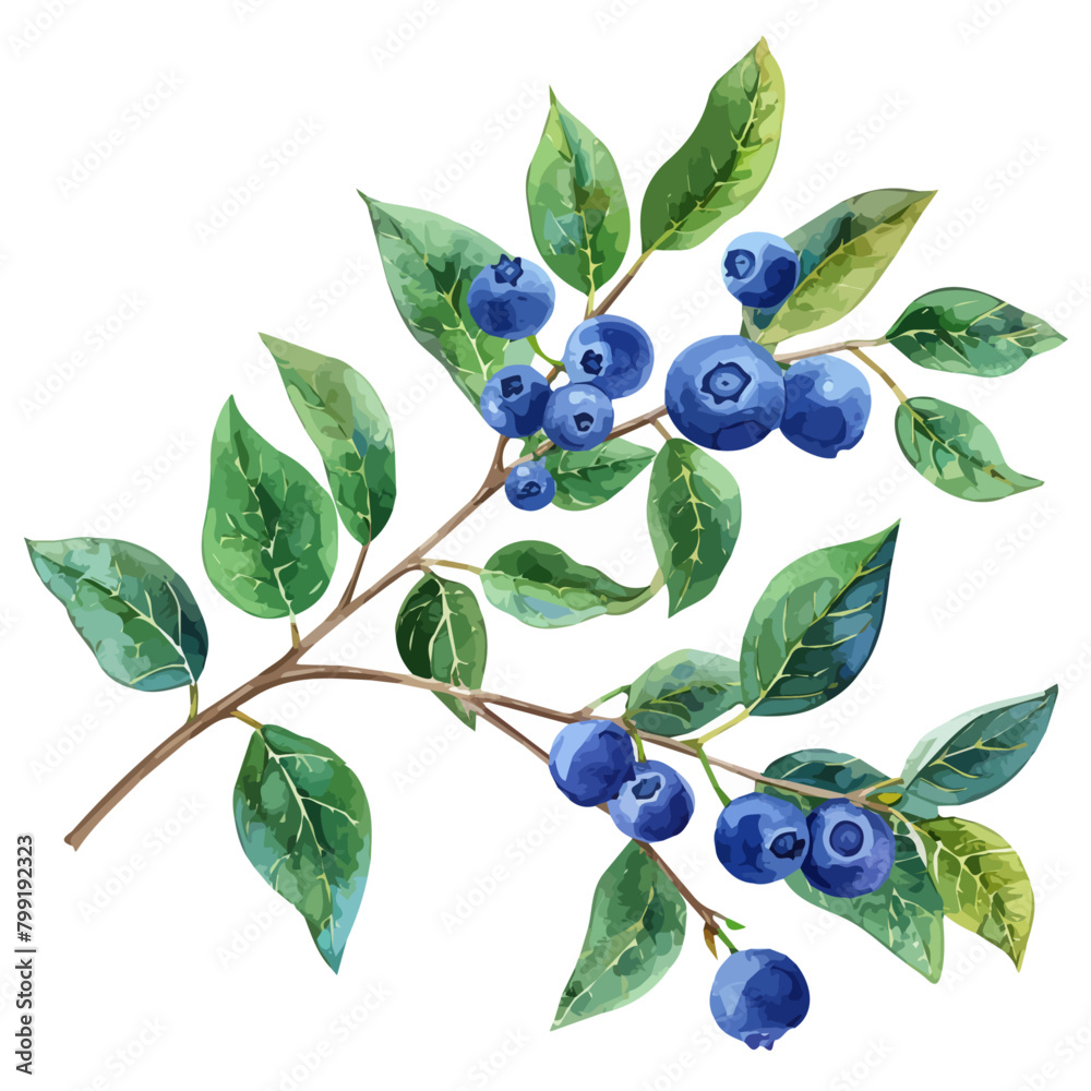 Watercolor clipart vector of a blueberry, isolated on a white ...