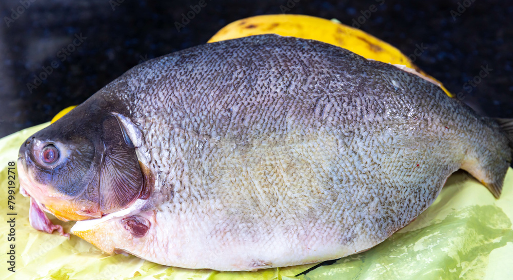 Fresh tropical fish Tambaqui (Colossoma macropomum) typical Brazilian ...