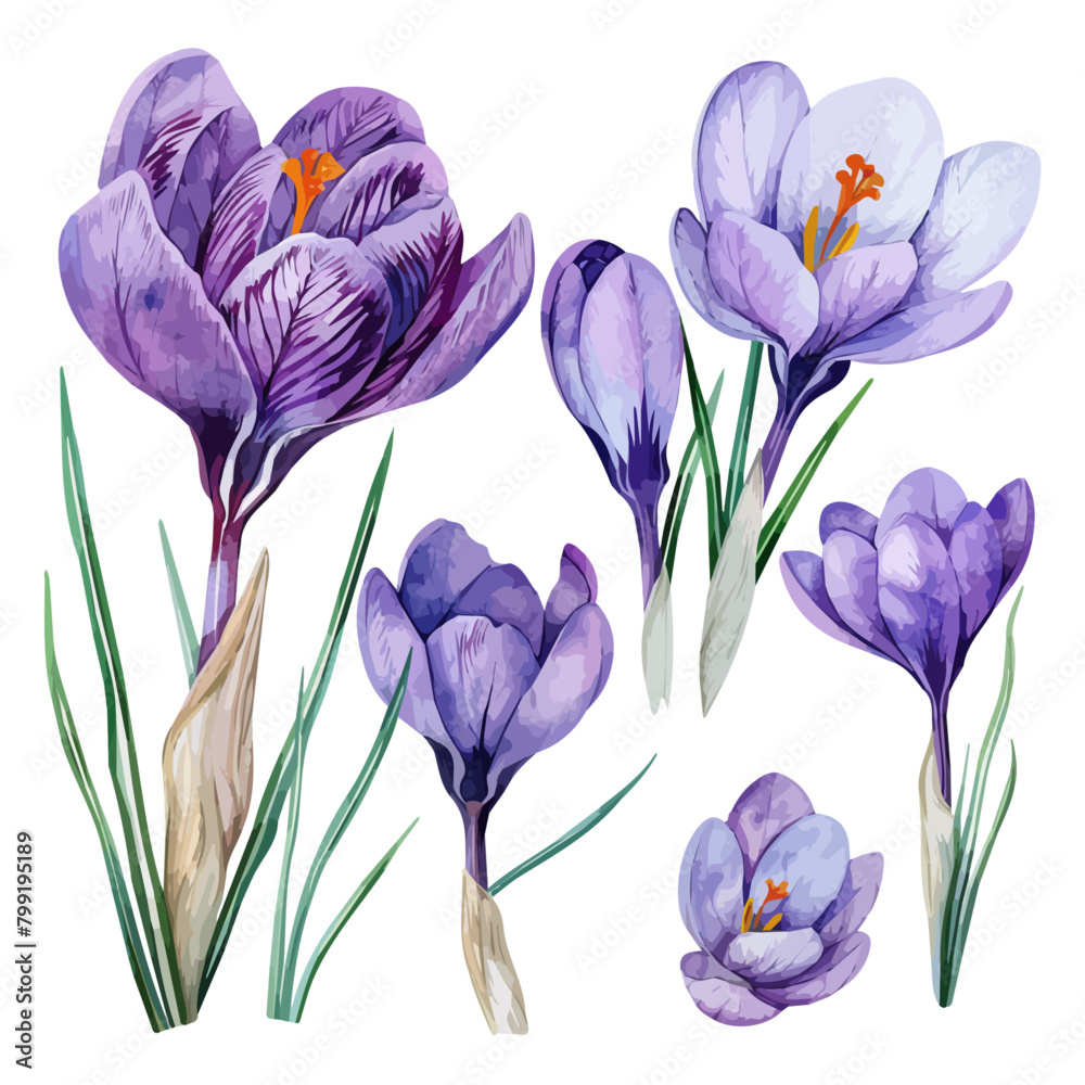 Watercolor painting of set crocus flowers, isolated on a white ...