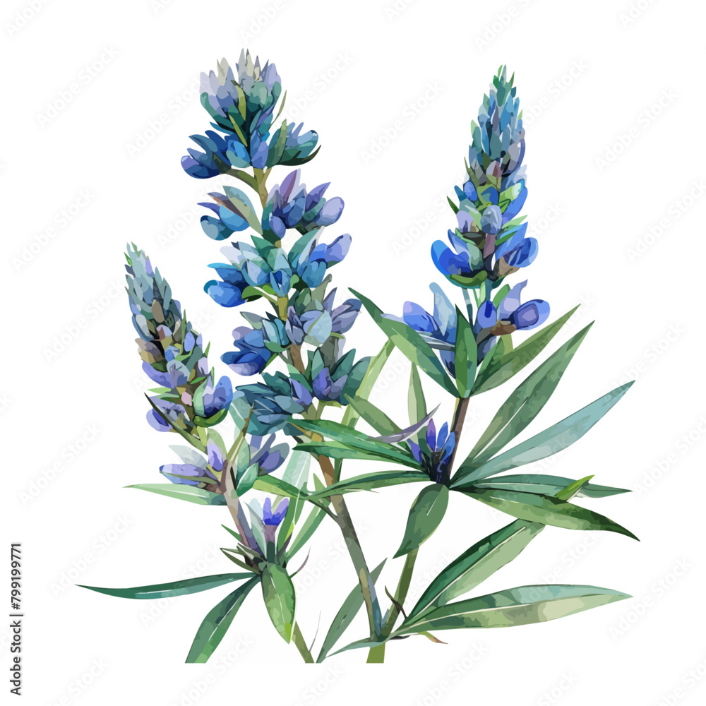 Vecteur Stock Watercolor painting vector of Echium vulgare, isolated on ...