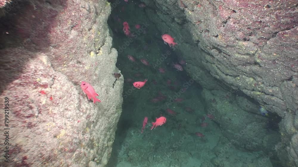 Underwater cave entices red sea bass with its secrets. Fish swim clean ...