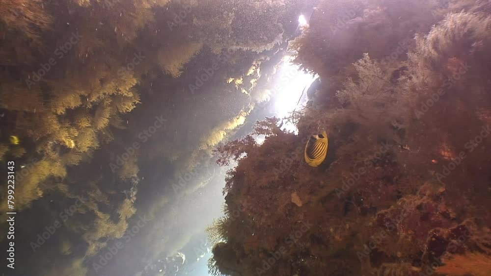 Underwater cave in rays of sun is mesmerizing. An underwater cave in ...