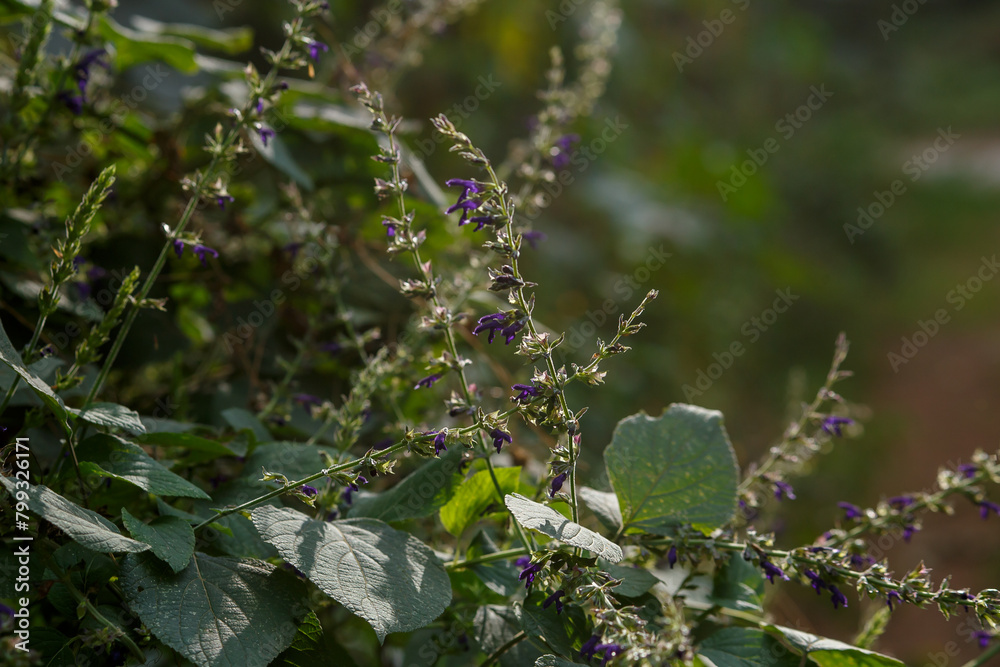 Salvia mexicana, conocida comúnmente como tlacote, es una especie de ...